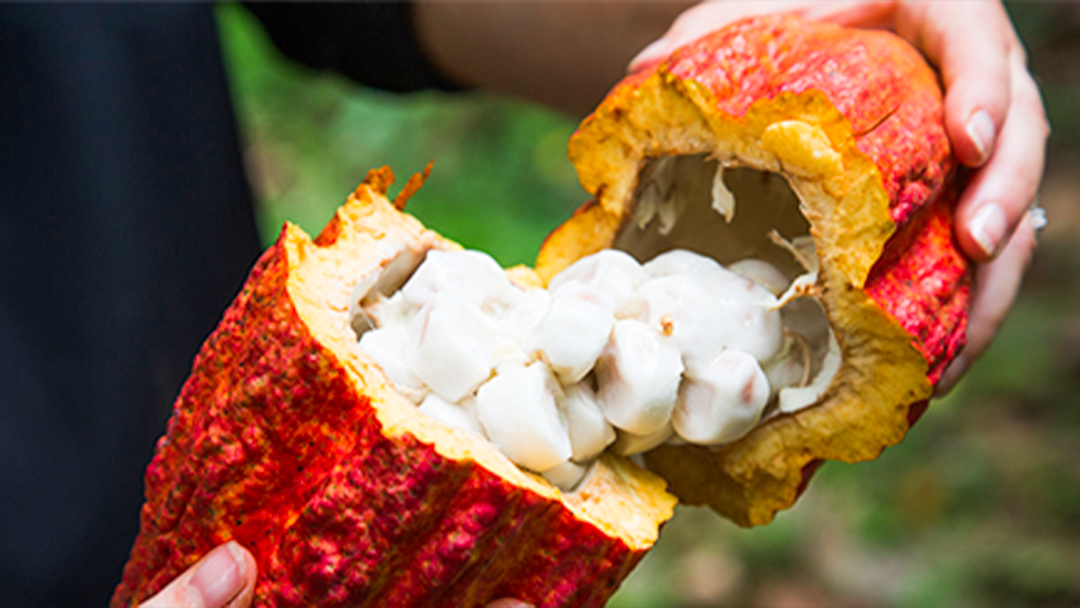 The Global Cocoa Shortage - Savour School : Savour School